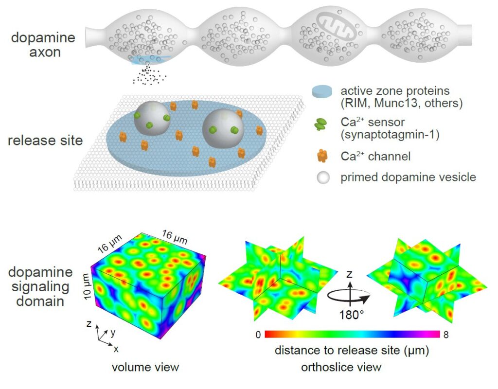 DA and ACh – Liu Lab at Westlake University